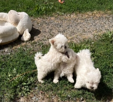 REGALO Dolci cuccioli Maltese per l'adozione